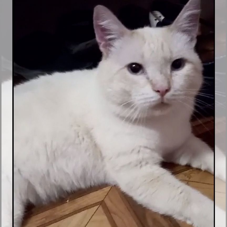 Беляш- крысолов.(найден на улице)