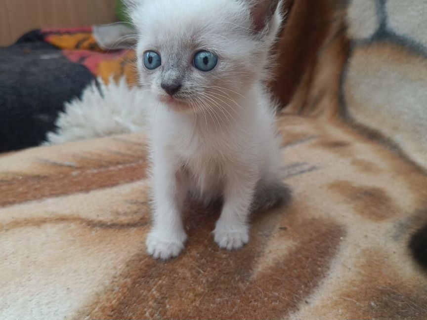 Кошка