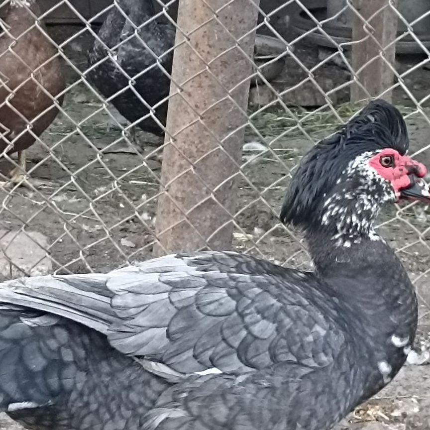 Индаутак тяжёлой линии