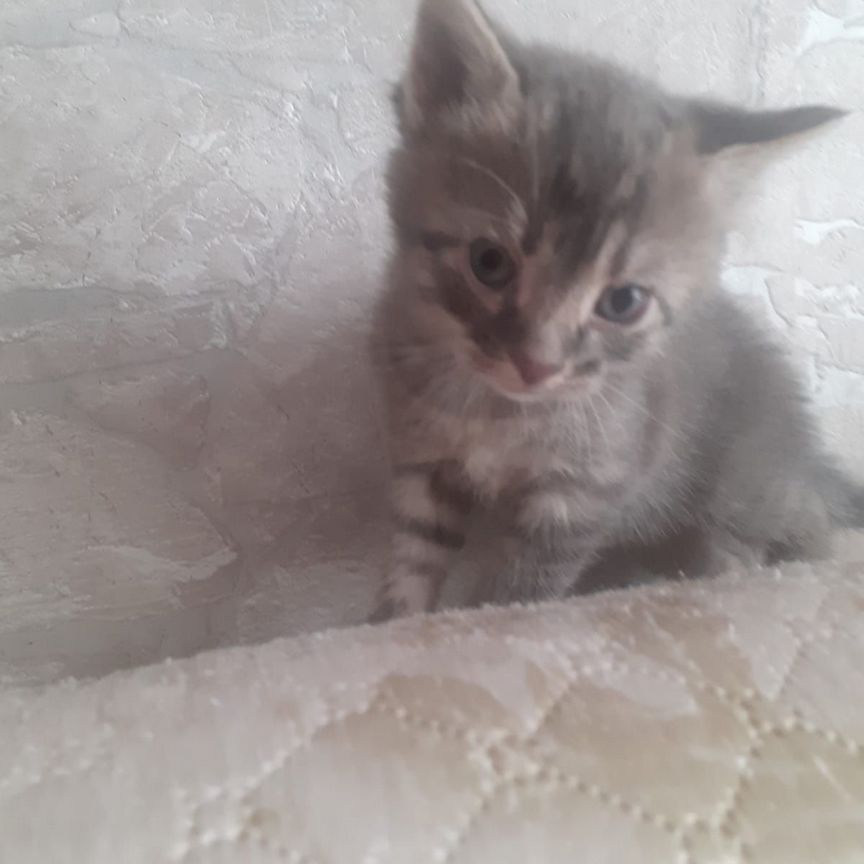 Отдам трёх котят в добрые руки
