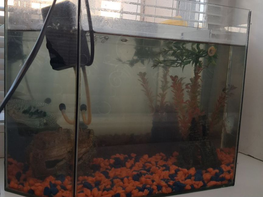 Аквариум с рыбками