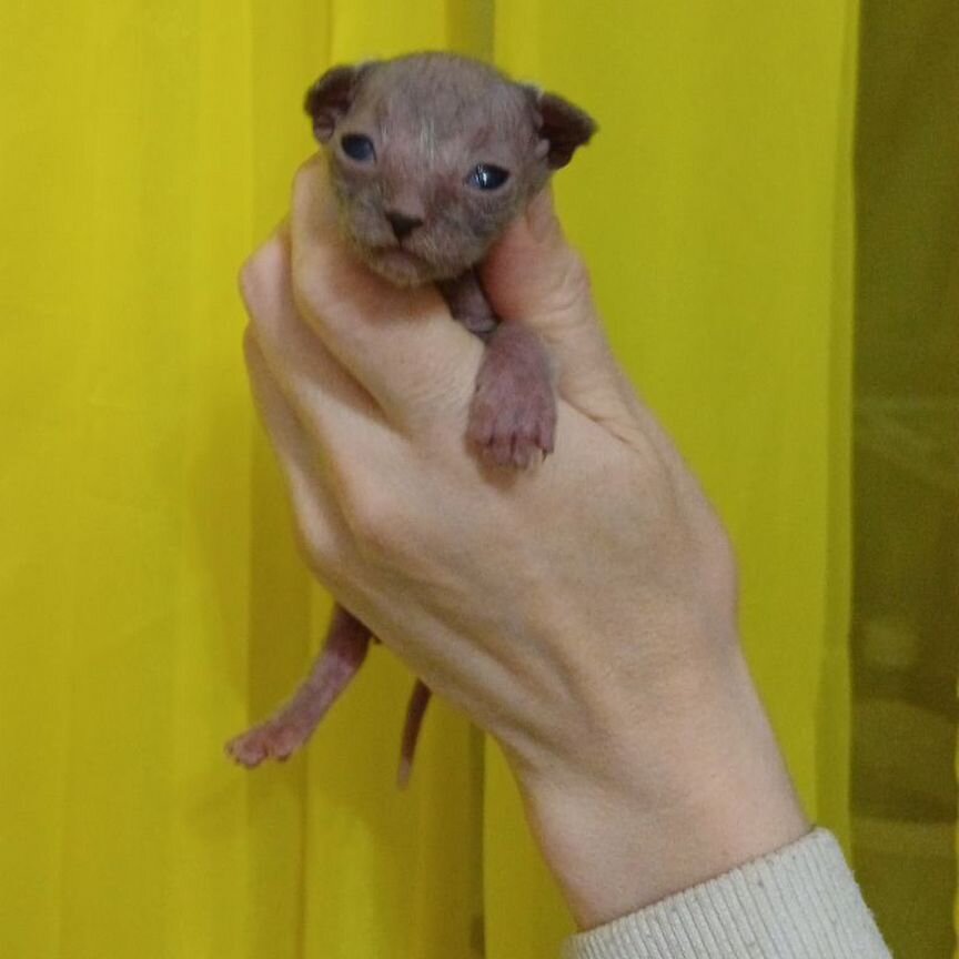 Канадский сфинкс котёнок