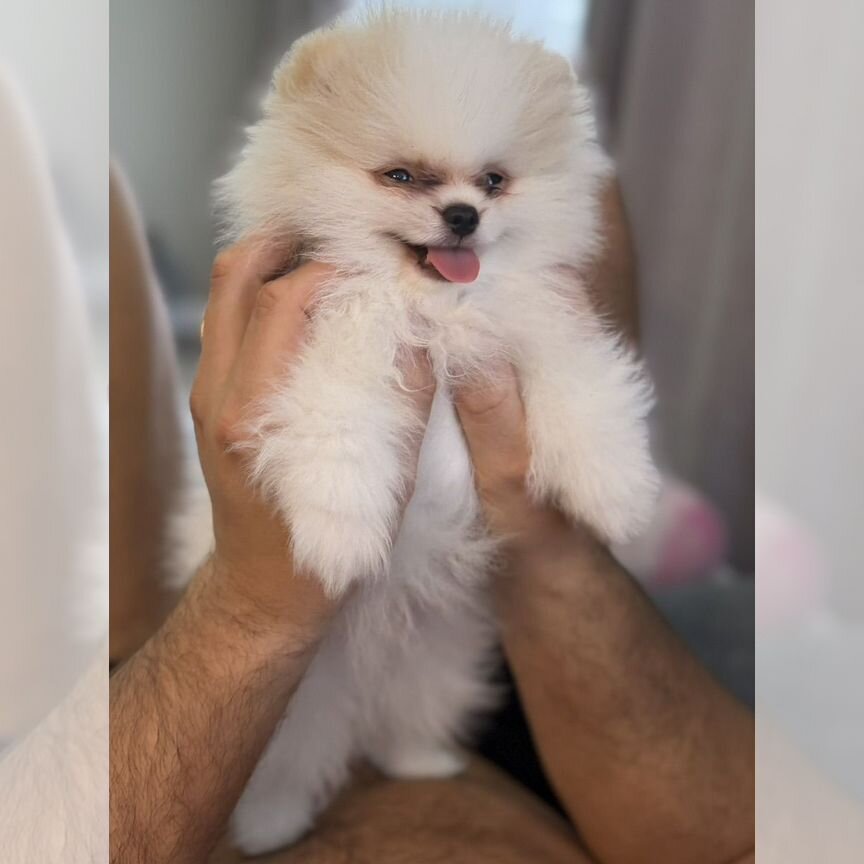 Померанский шпиц, щенок