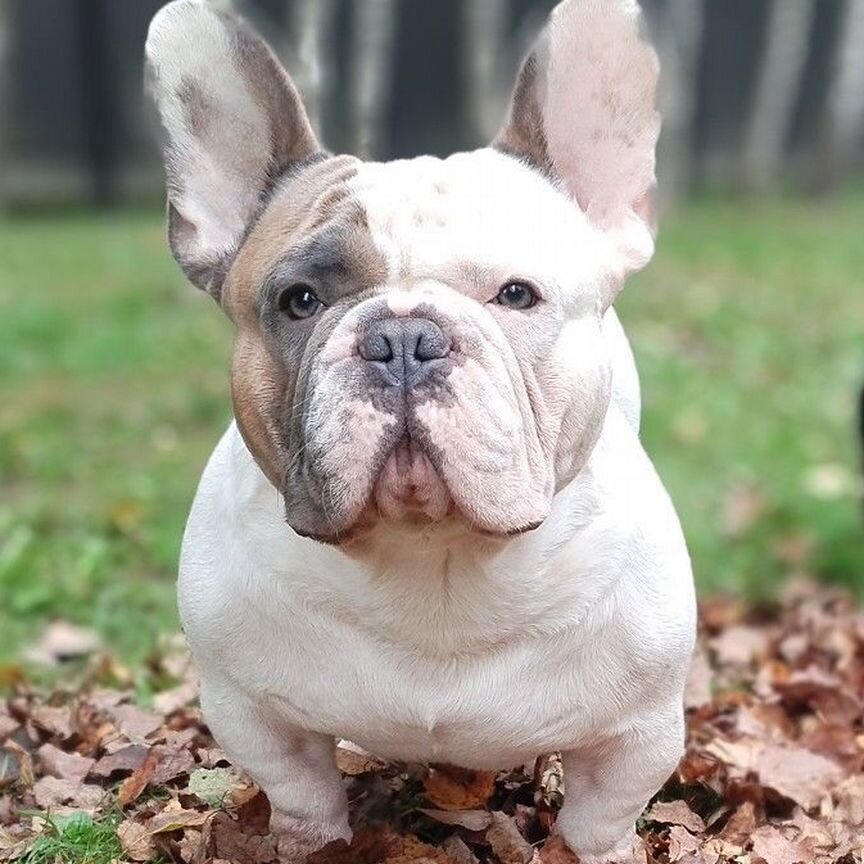 Французский бульдог, взрослый пёс