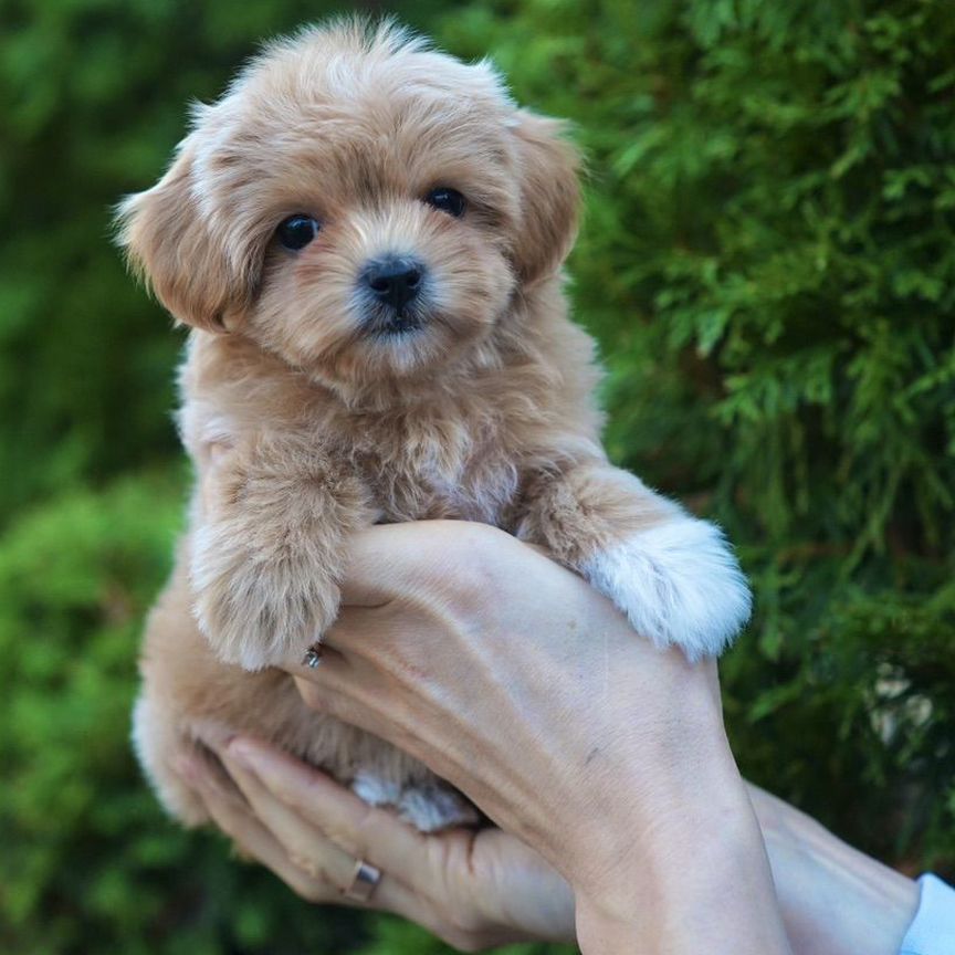 Мальтипу, щенок