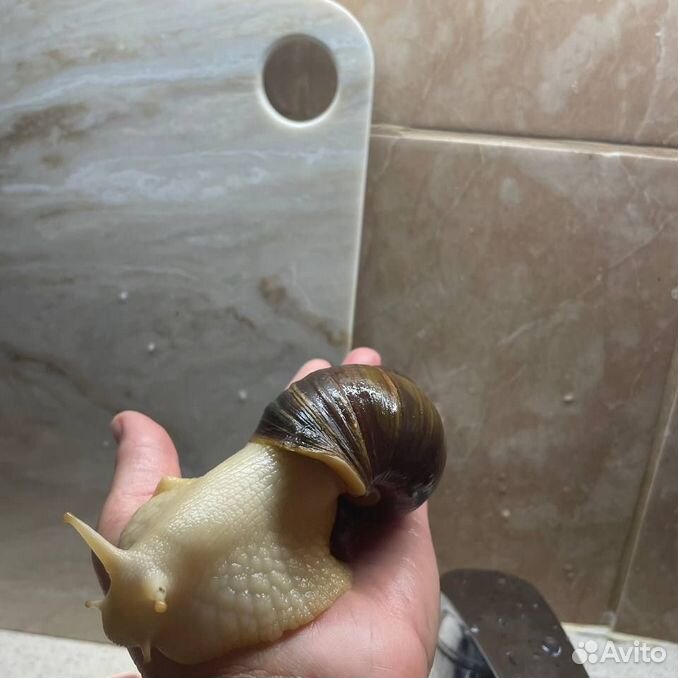 Улитки ахатины бесплатно в добрые руки