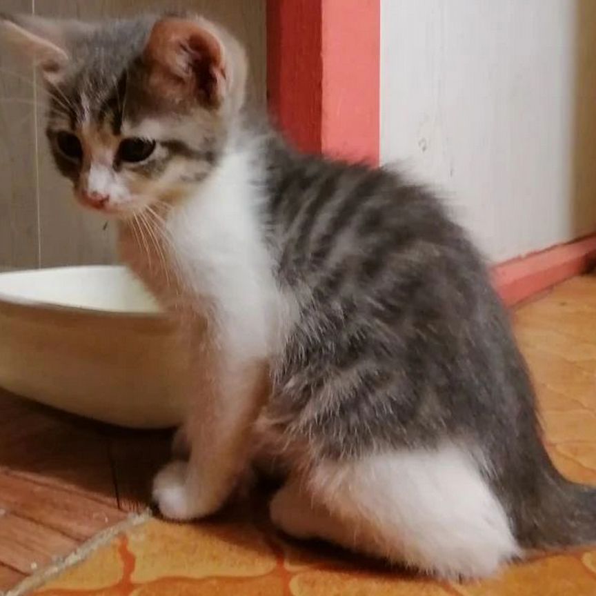 Сибирский котёнок