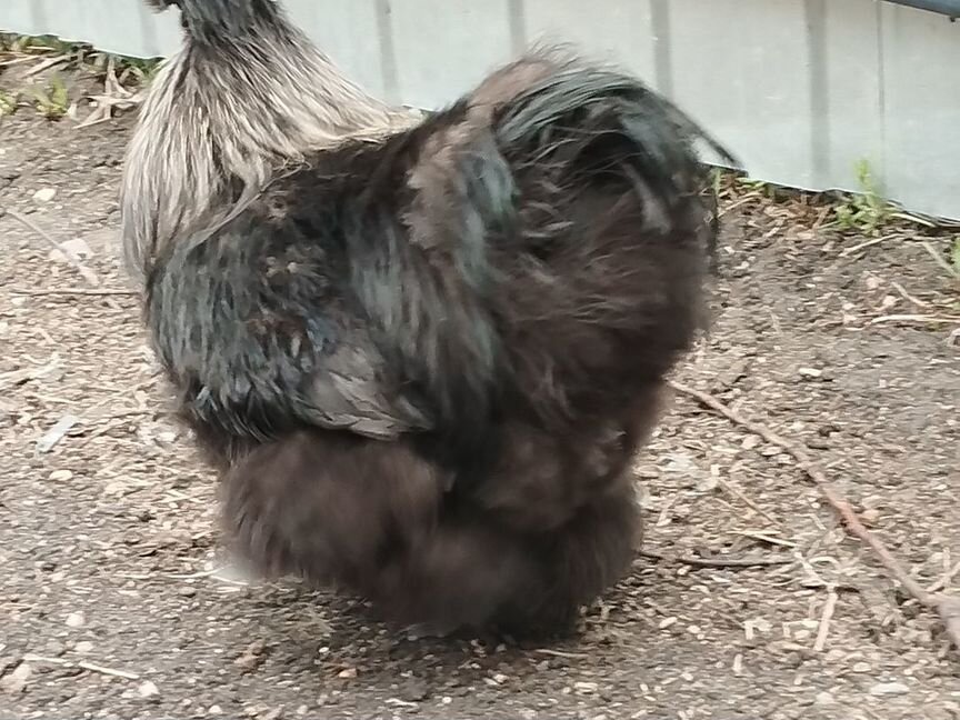 Китайские шелковые куры