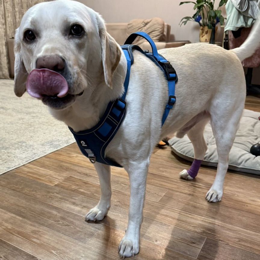 Шлейка для большой собаки