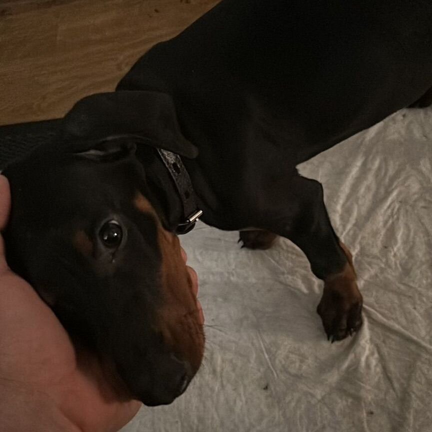 Доберман в добрые руки