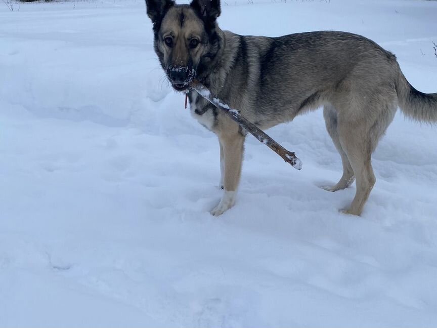 Восточноевропейская овчарка фенотип