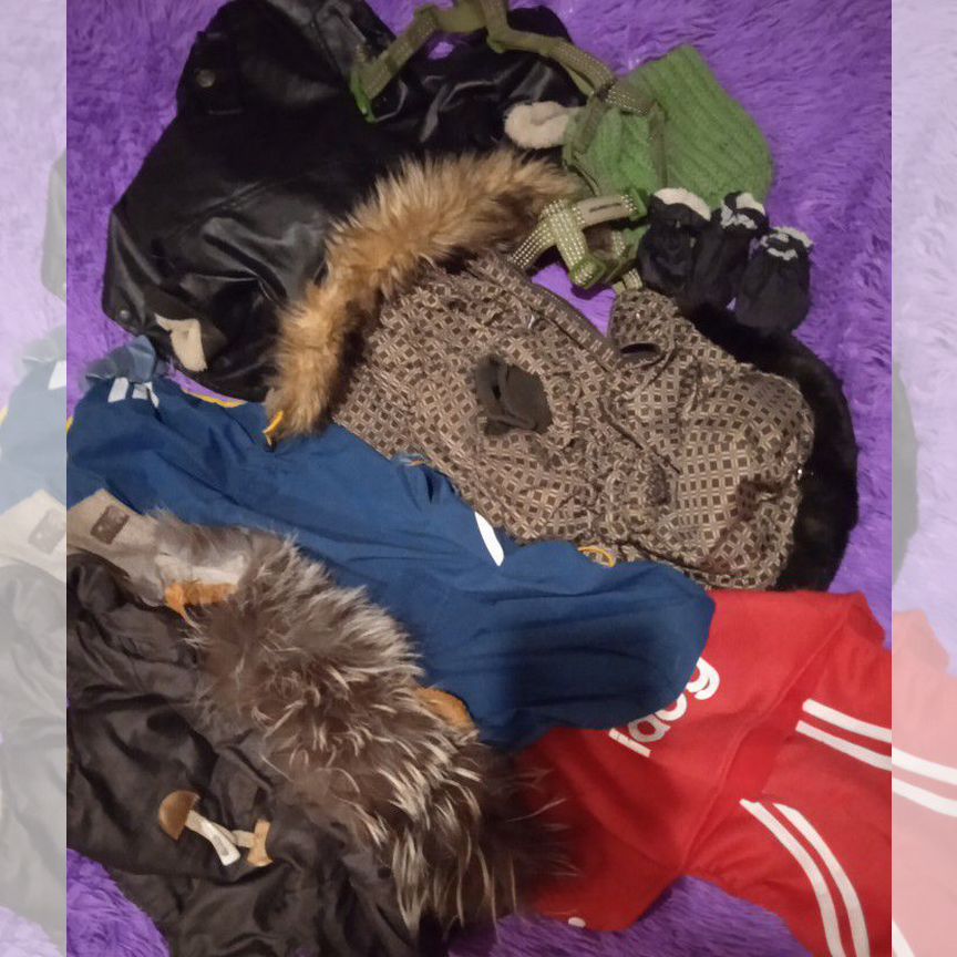 Вещи для собак мелких пород пакетом