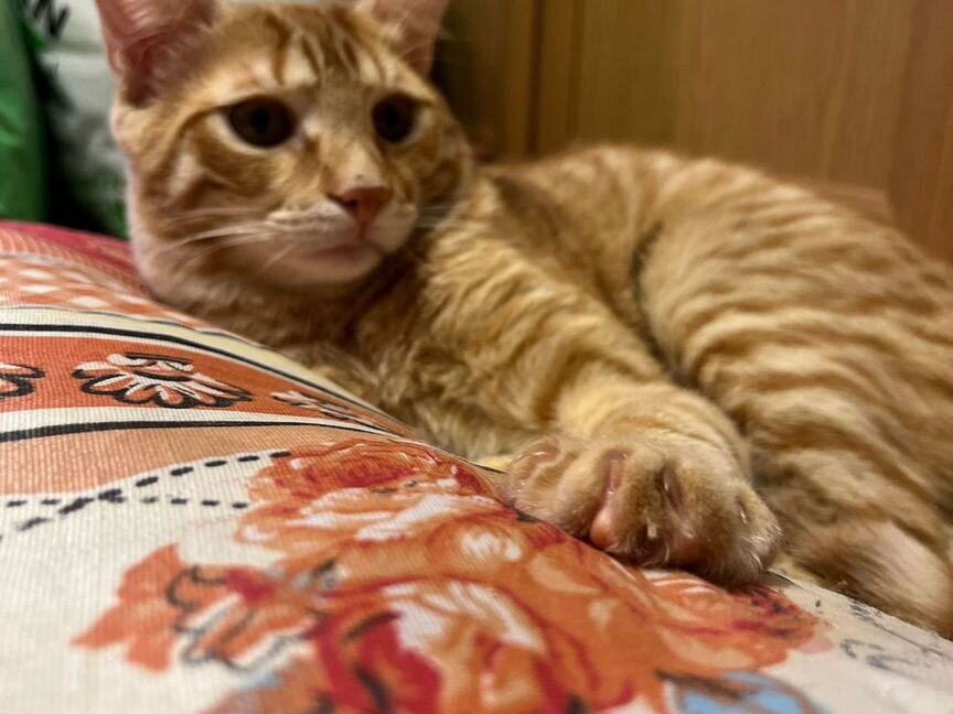 Рыжий котенок в дар