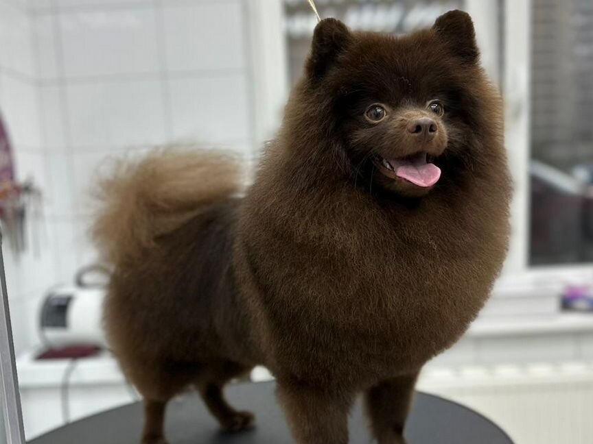 Ищем невесту шпиц