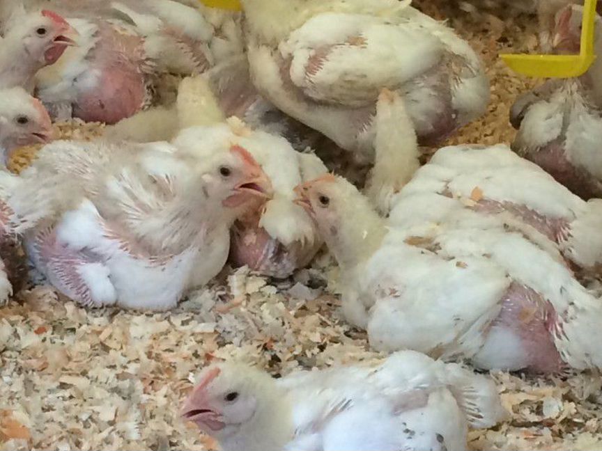 Продам броллеров кобб 500