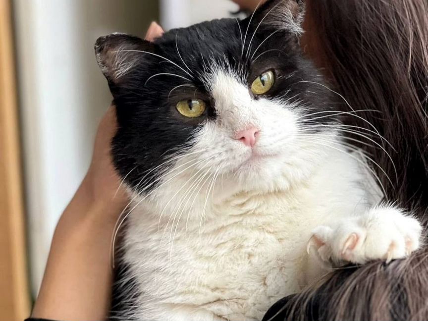 Беляшик в добрые руки