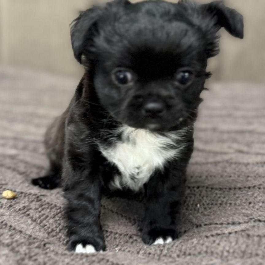 Чихуахуа, щенок