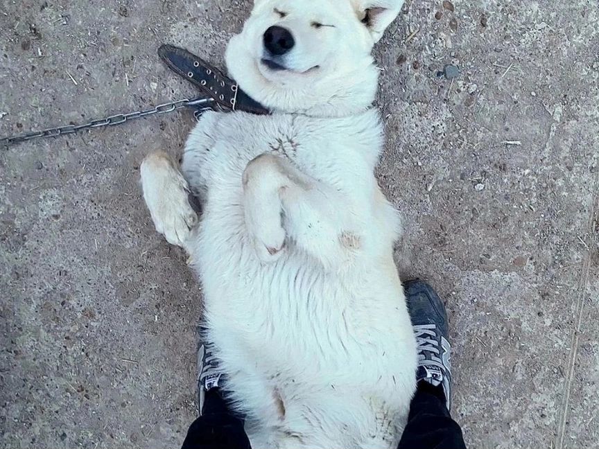 Собака снежок