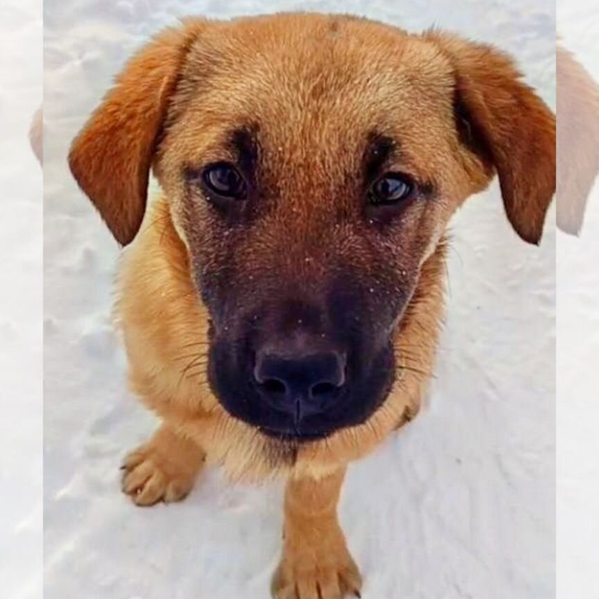 Щенок в добрые руки