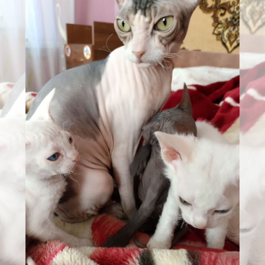 Котята сфинкс