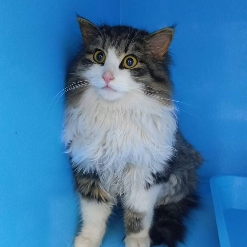 Котенок завтра снова станет бездомным.Шанс на дом