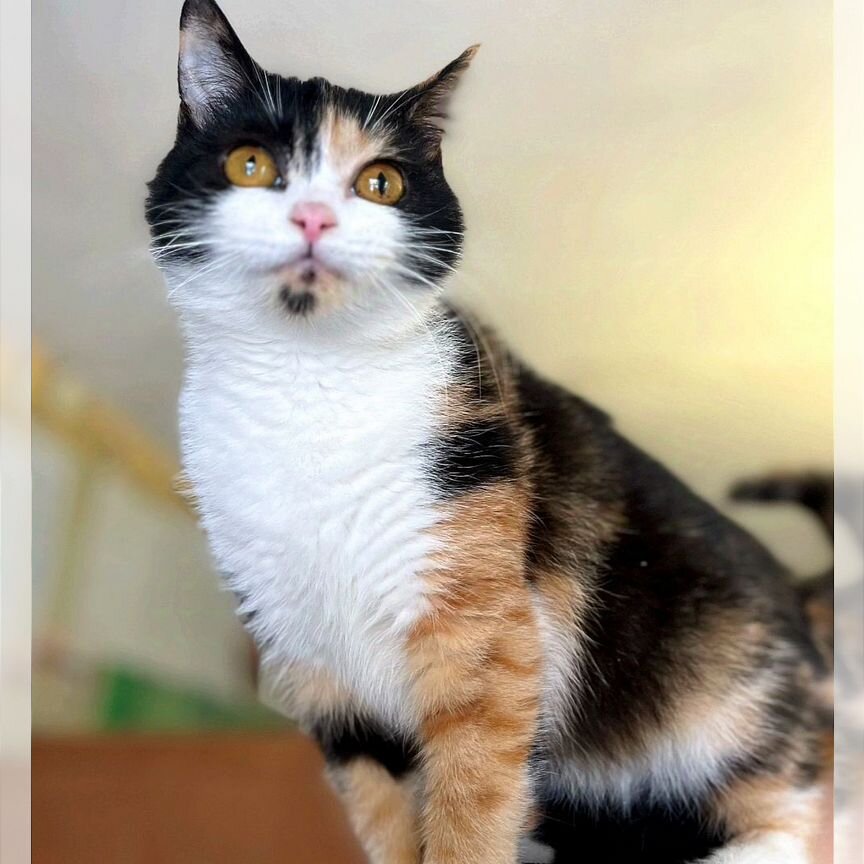 Шикарная малышка в добрые руки