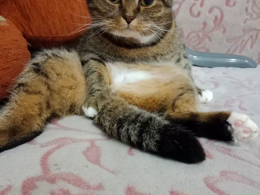 Котик в добрые руки