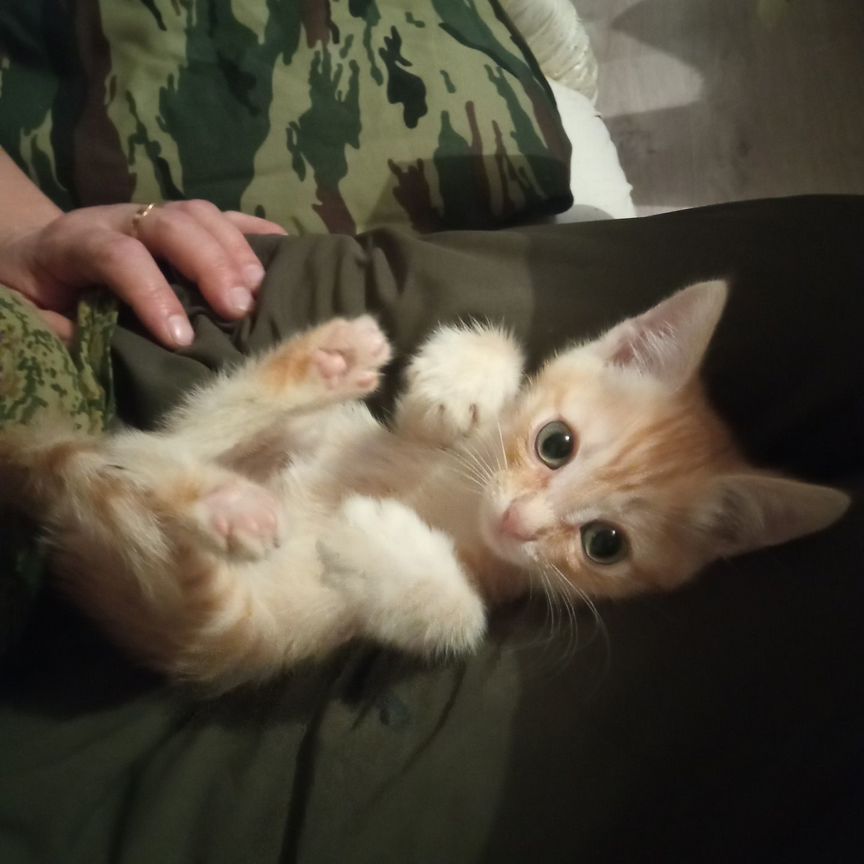 Отдам даром котика