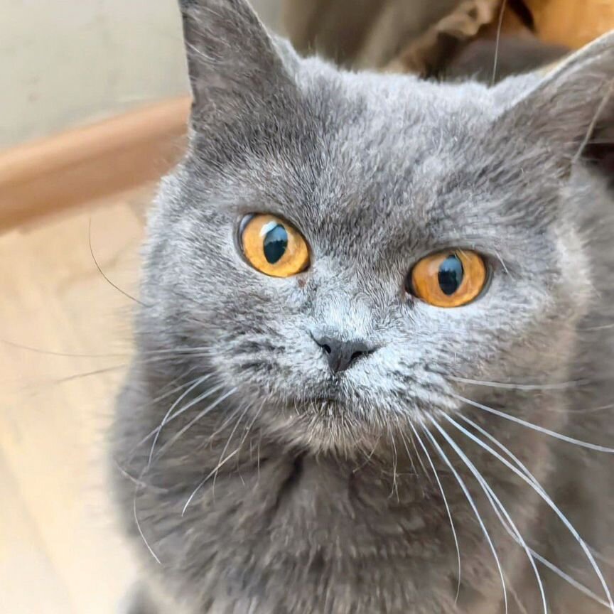 Бритни, 2 года