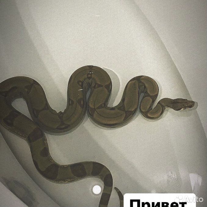 Императорский удав