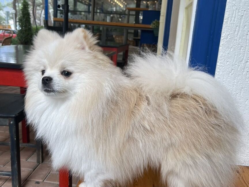 Померанский шпиц вязка кобель