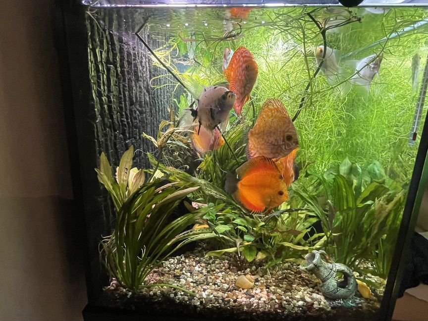 Растения для аквариума - набор