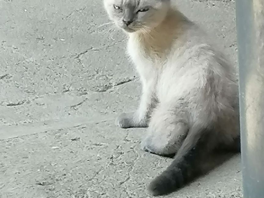 Котенок вислоухий мальчик (сиамский окрас)