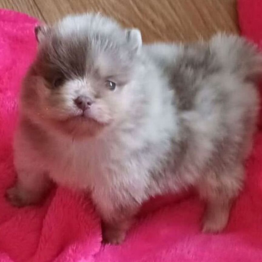 Шпиц лиловый мрамор