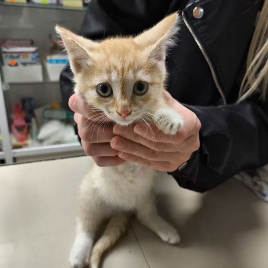 Котенок