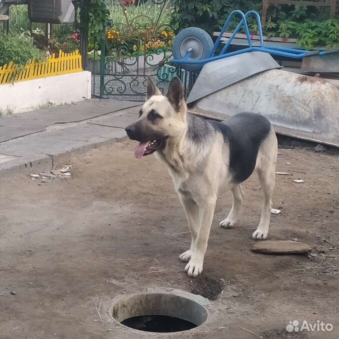 Вязка восточноевропейская овчарка