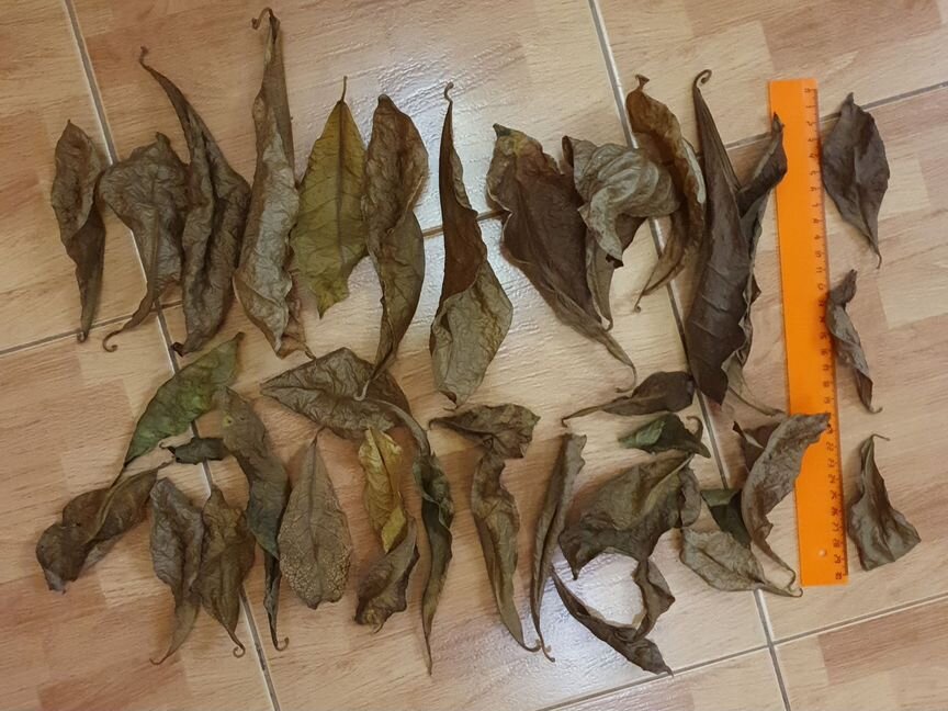 Листья миндаля