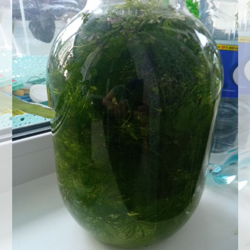 Водоросли для аквариума