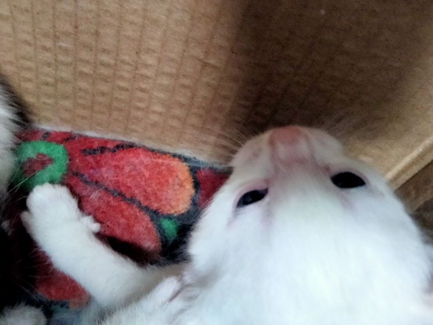 Котята в добрые руки бесплатно