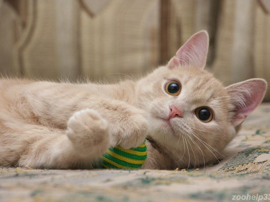 Котёнок
