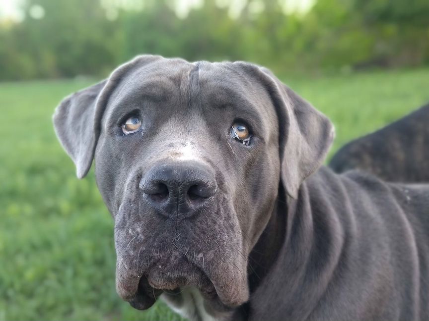 Щенки Кане Корсо