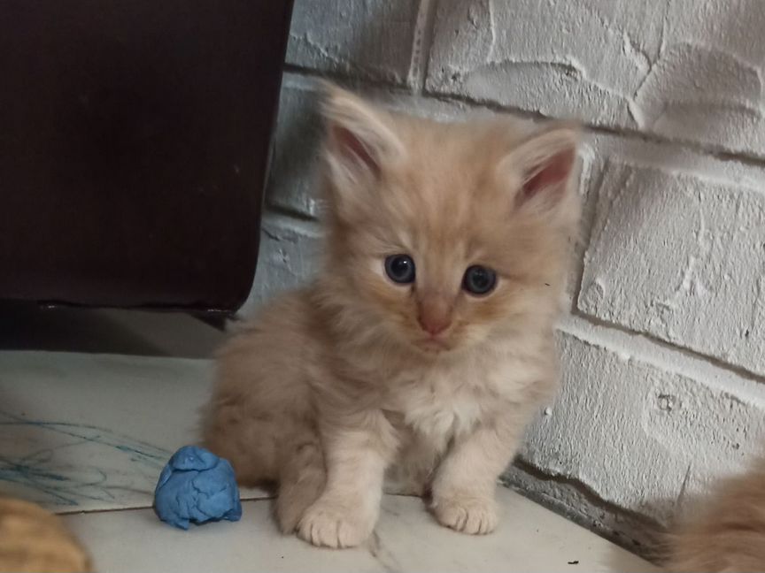 Котята от британской длинношерстной
