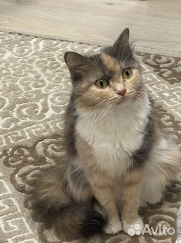 Кошка