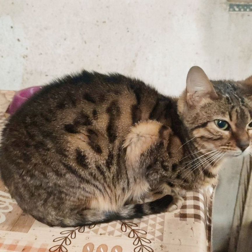 Отдам кошку в добрые руки бесплатно