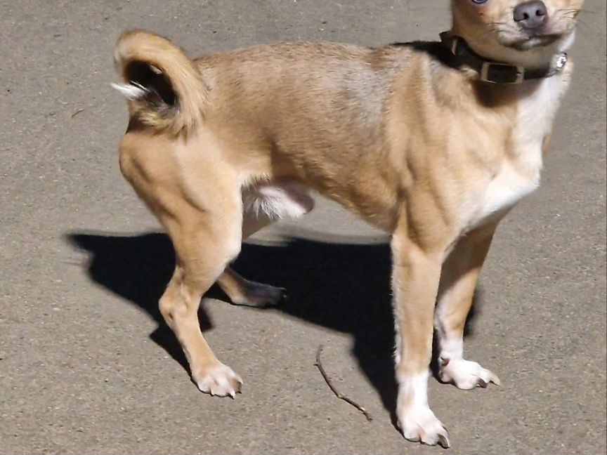 Вязка кобель чихуахуа