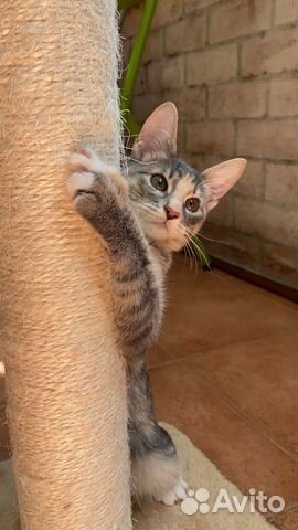 Кошка-Макарошка ждет тебя