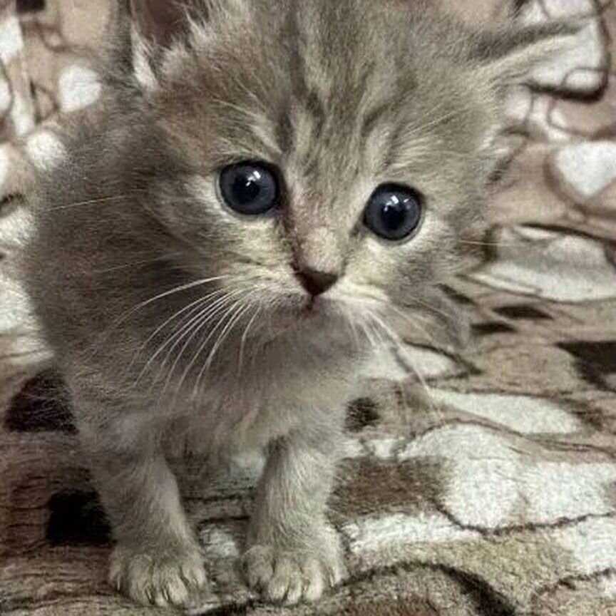 Сибирский котёнок