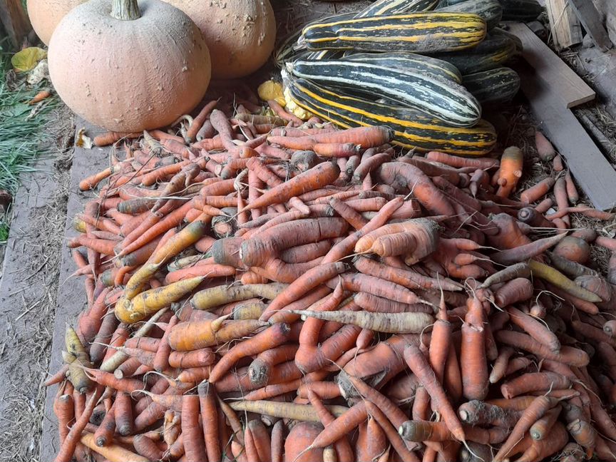 Овощи на корм животным