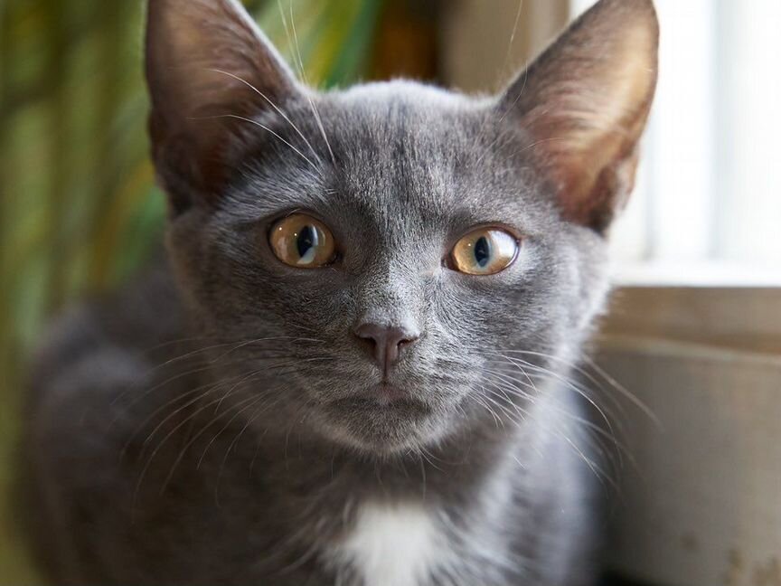 Котята мальчики 3-4 месяца в добрые руки