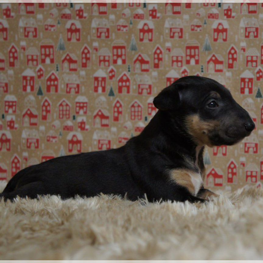 Мини-бультерьер, щенок